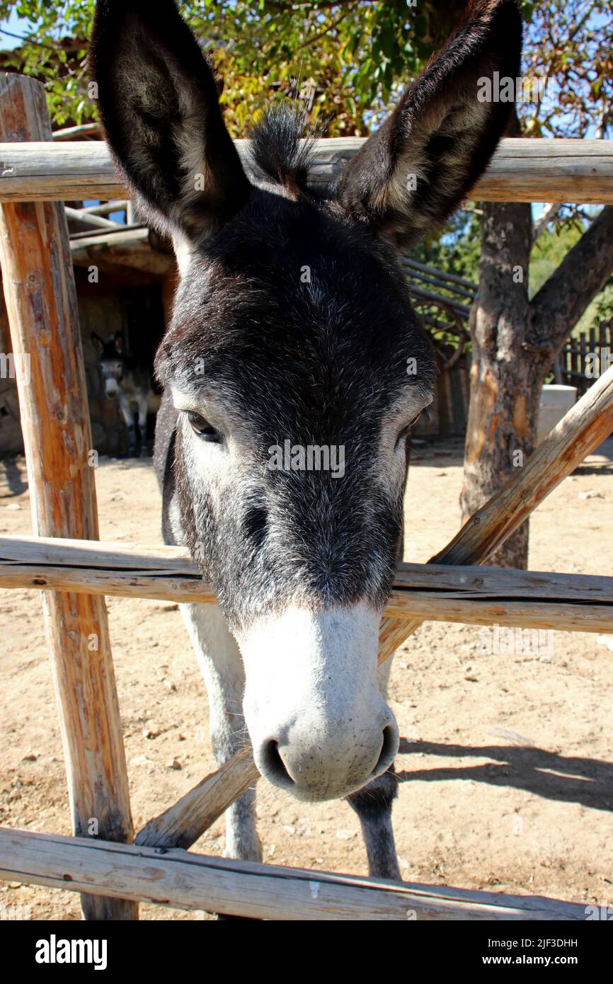 Friendly farming with donkey hi-res stock photography and images - Alamy