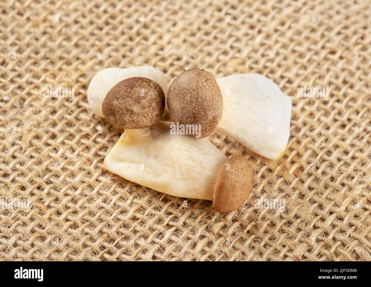 Pile of oyster mushrooms hi-res stock photography and images - Alamy
