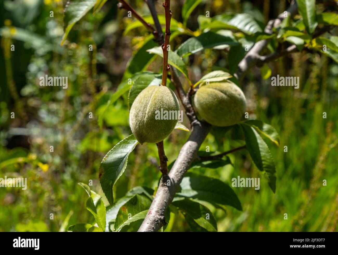 Ripen at home peaches hi-res stock photography and images - Alamy