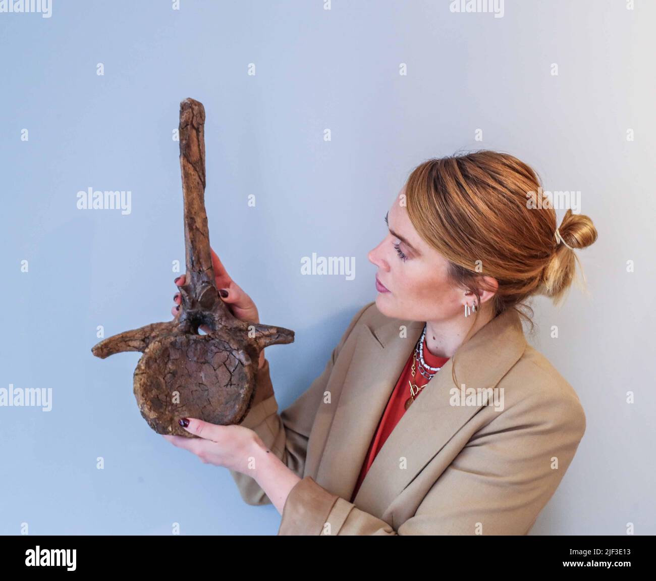 Cambridge, UK. 29th June, 2022. Dinosaur Bone Edmontosaurus vertebrae ...