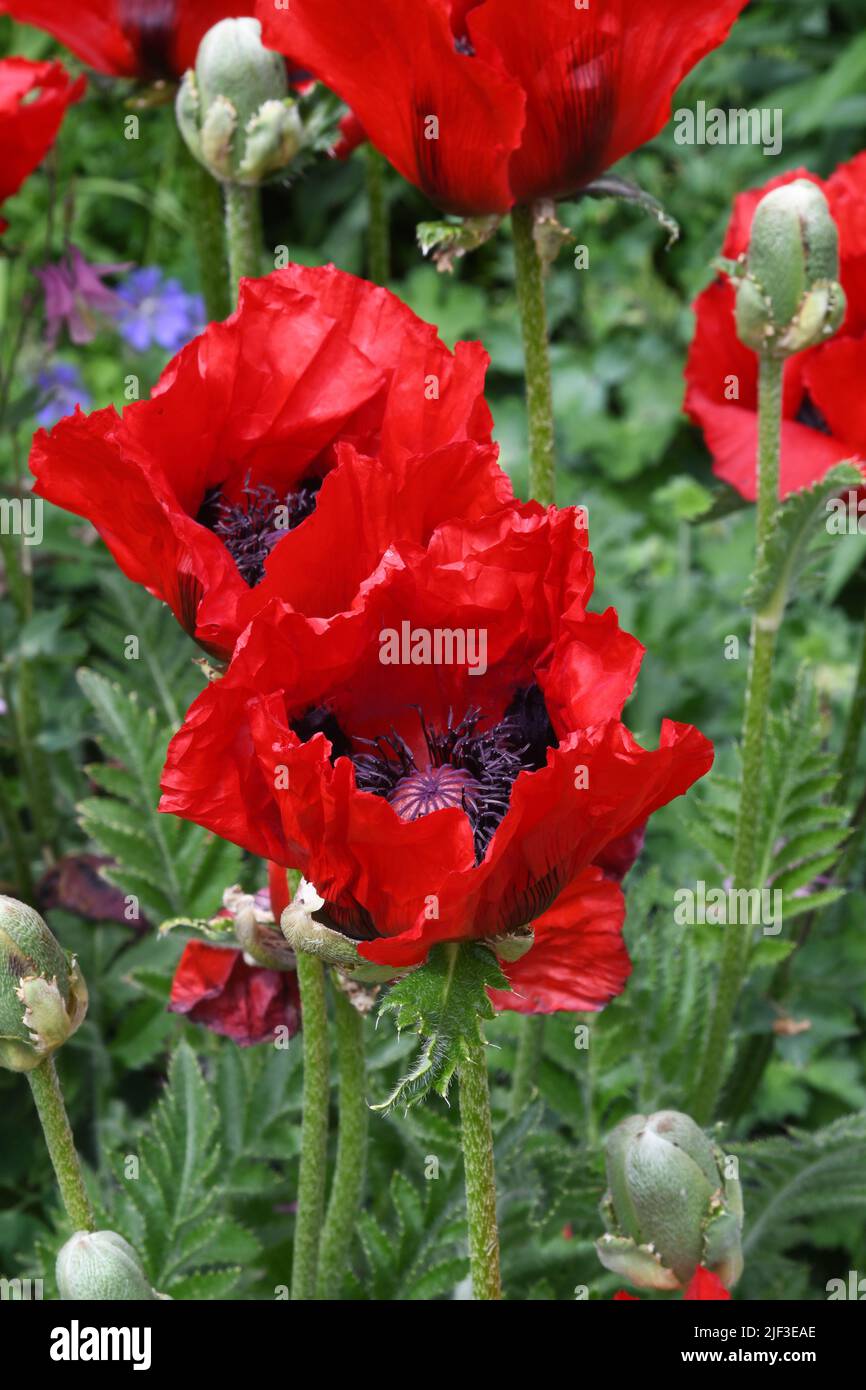 Easy plants to propagate hi-res stock photography and images - Alamy