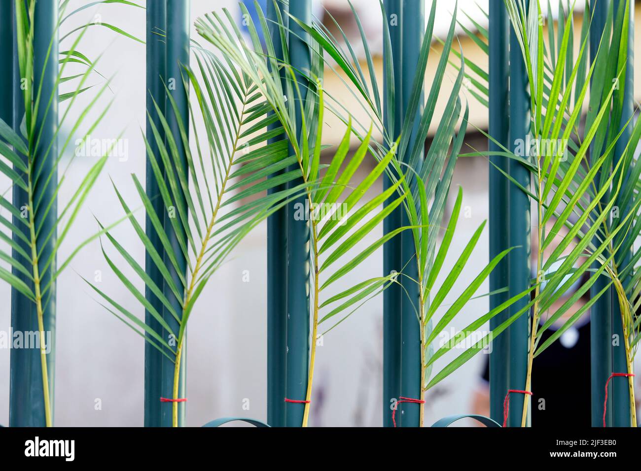 Holy Week. Branches set in green grid. Traditional Catholic celebration ...