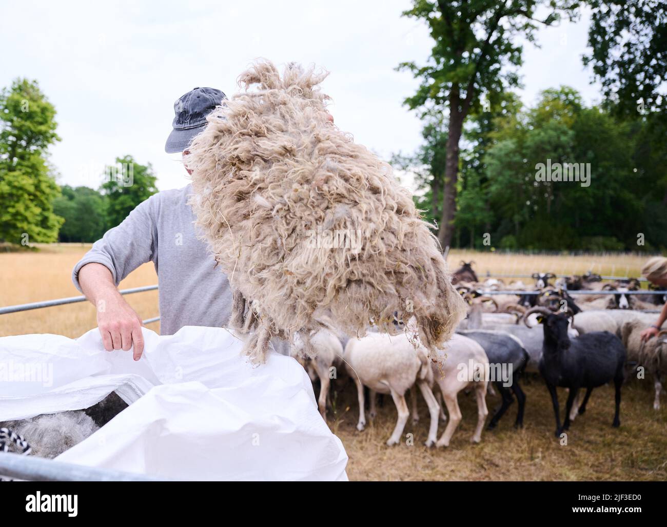 Potsdam, Germany. 29th June, 2022. Christian Ameis, assistant shearer ...