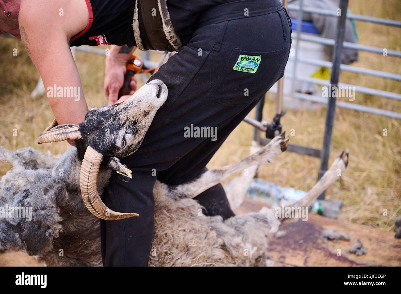 Potsdam, Germany. 29th June, 2022. Shearer Jens Gebert shears one of ...