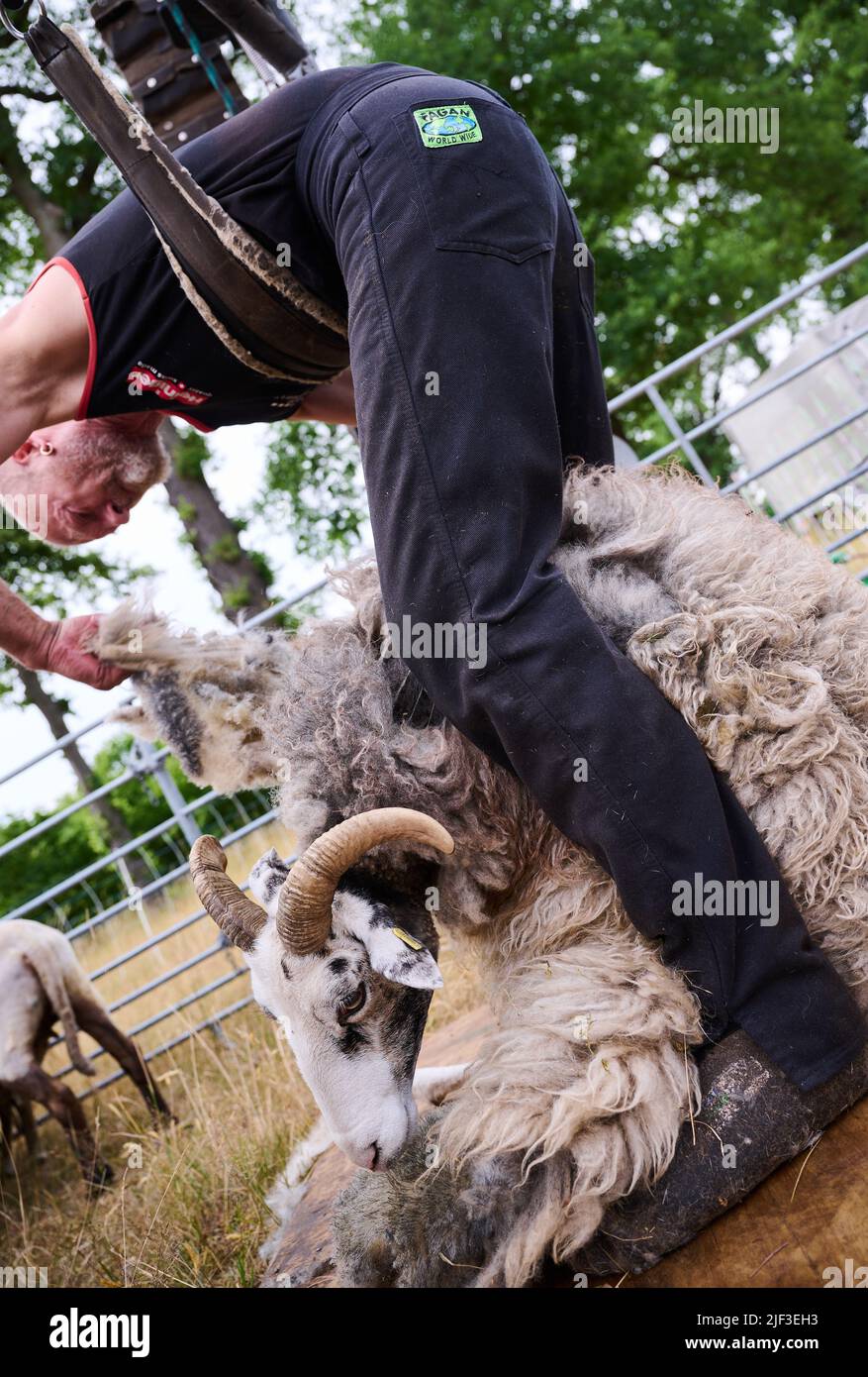 Potsdam, Germany. 29th June, 2022. Shearer Jens Gebert shears one of ...