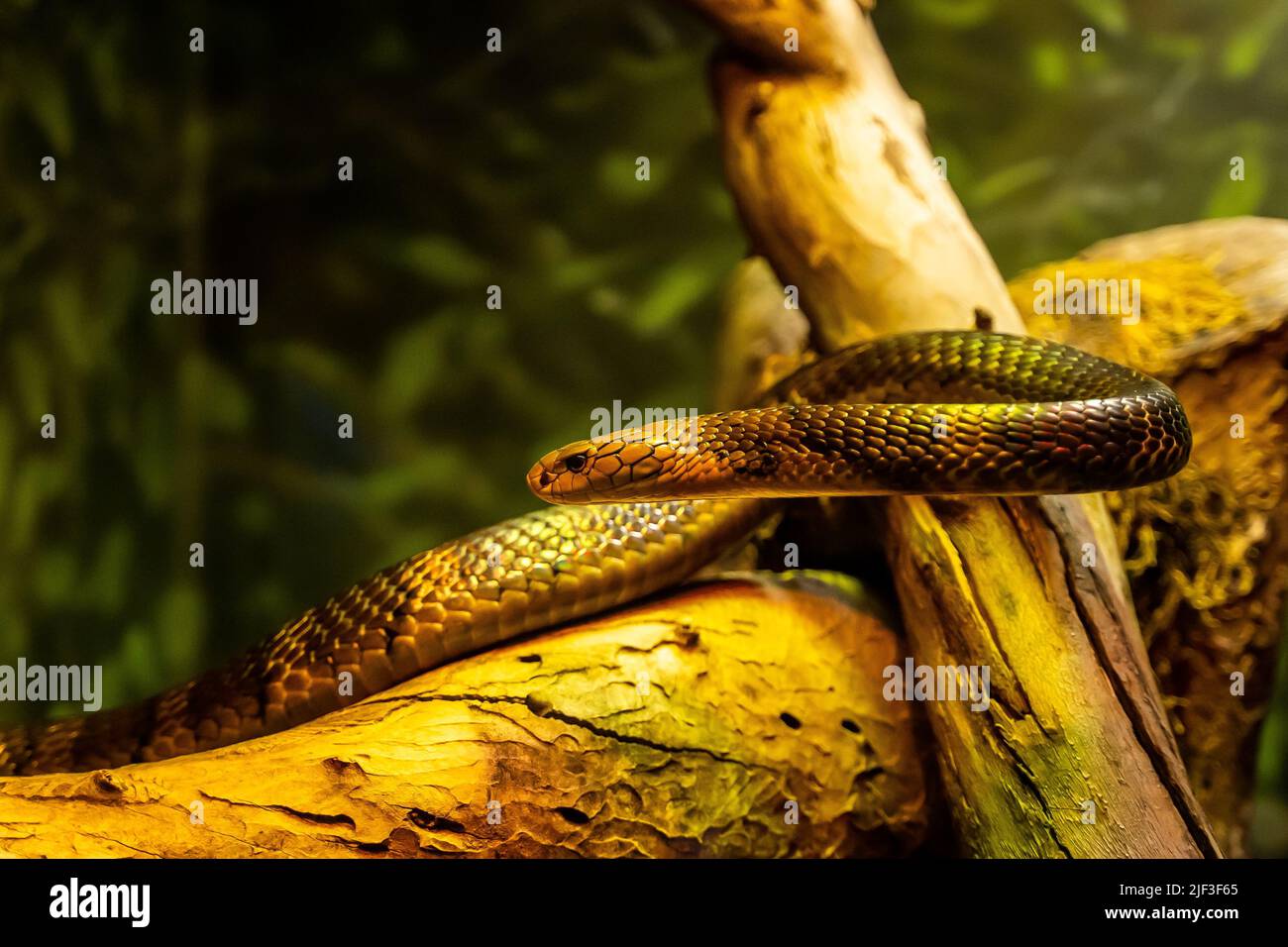 Cornsnake hi-res stock photography and images - Alamy
