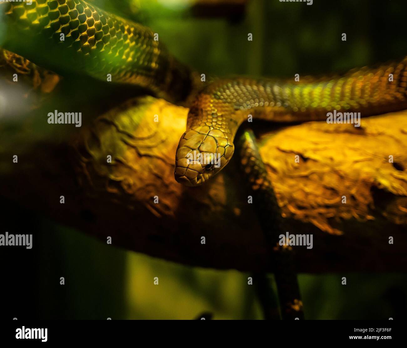 Cornsnake hi-res stock photography and images - Alamy