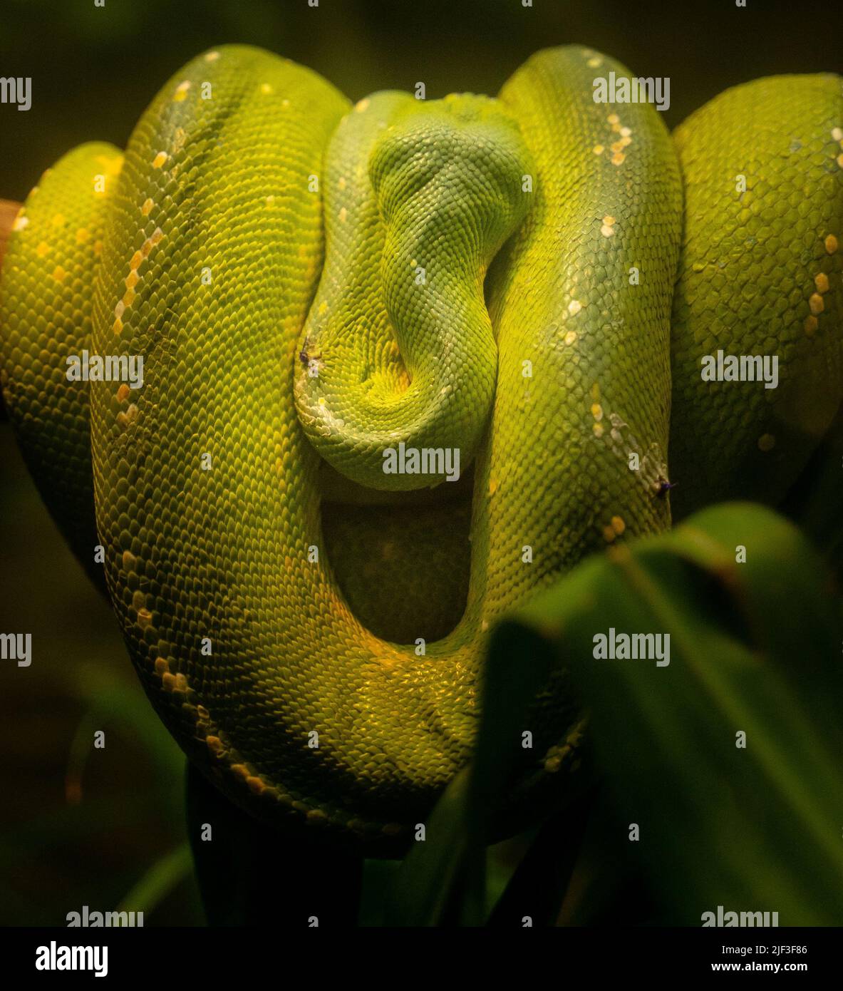 Tree phyton hi-res stock photography and images - Alamy