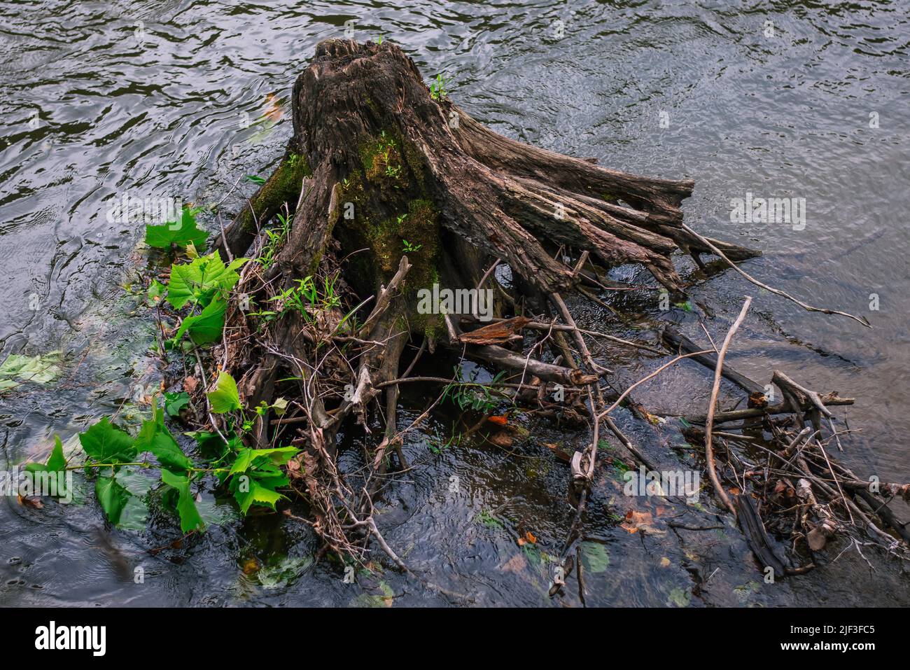 A closeup of a detached moss-covered tree stump in shallow water Stock ...