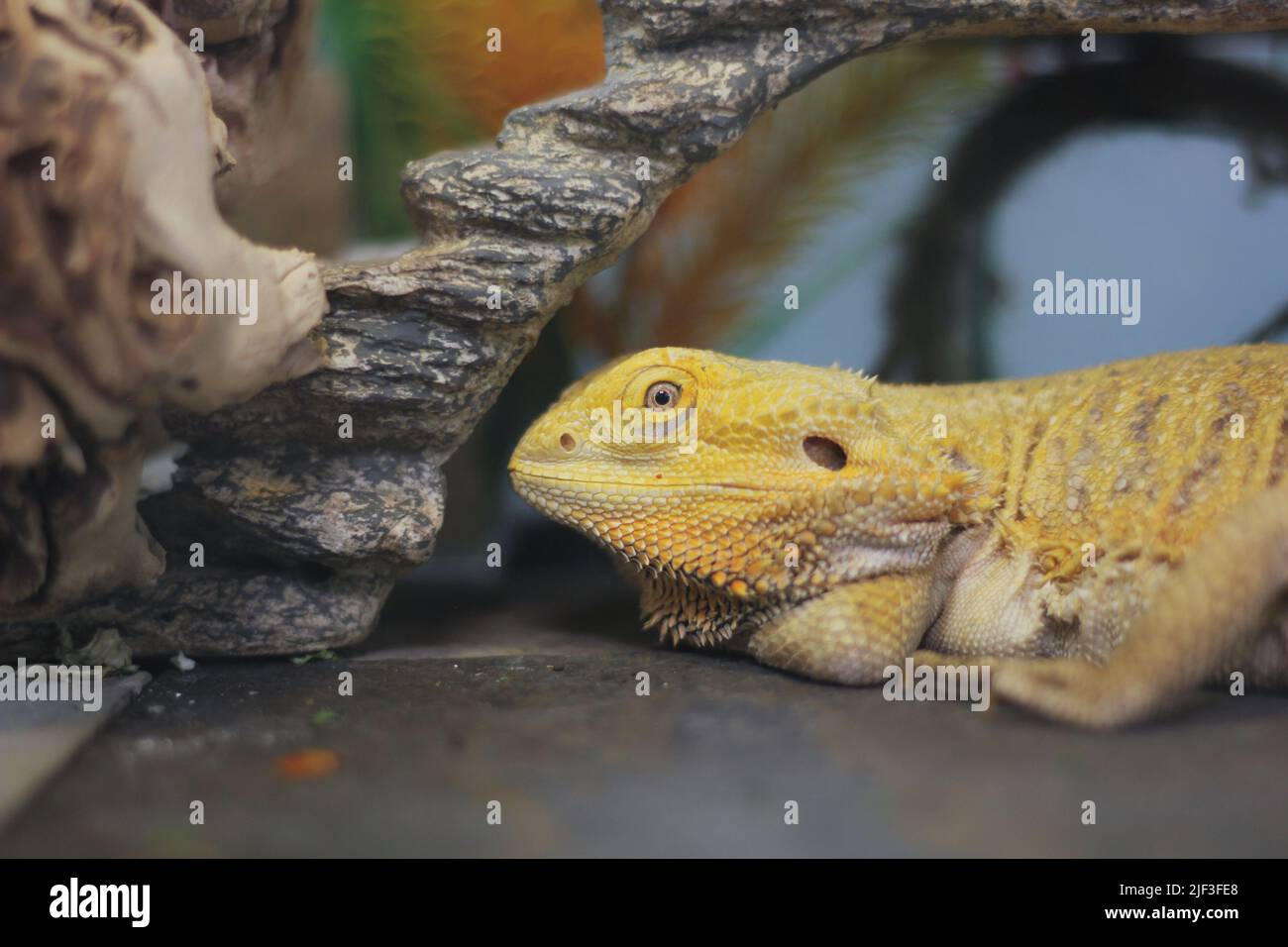 A pet lizard hanging out in its cage laying near a log Stock Photo - Alamy