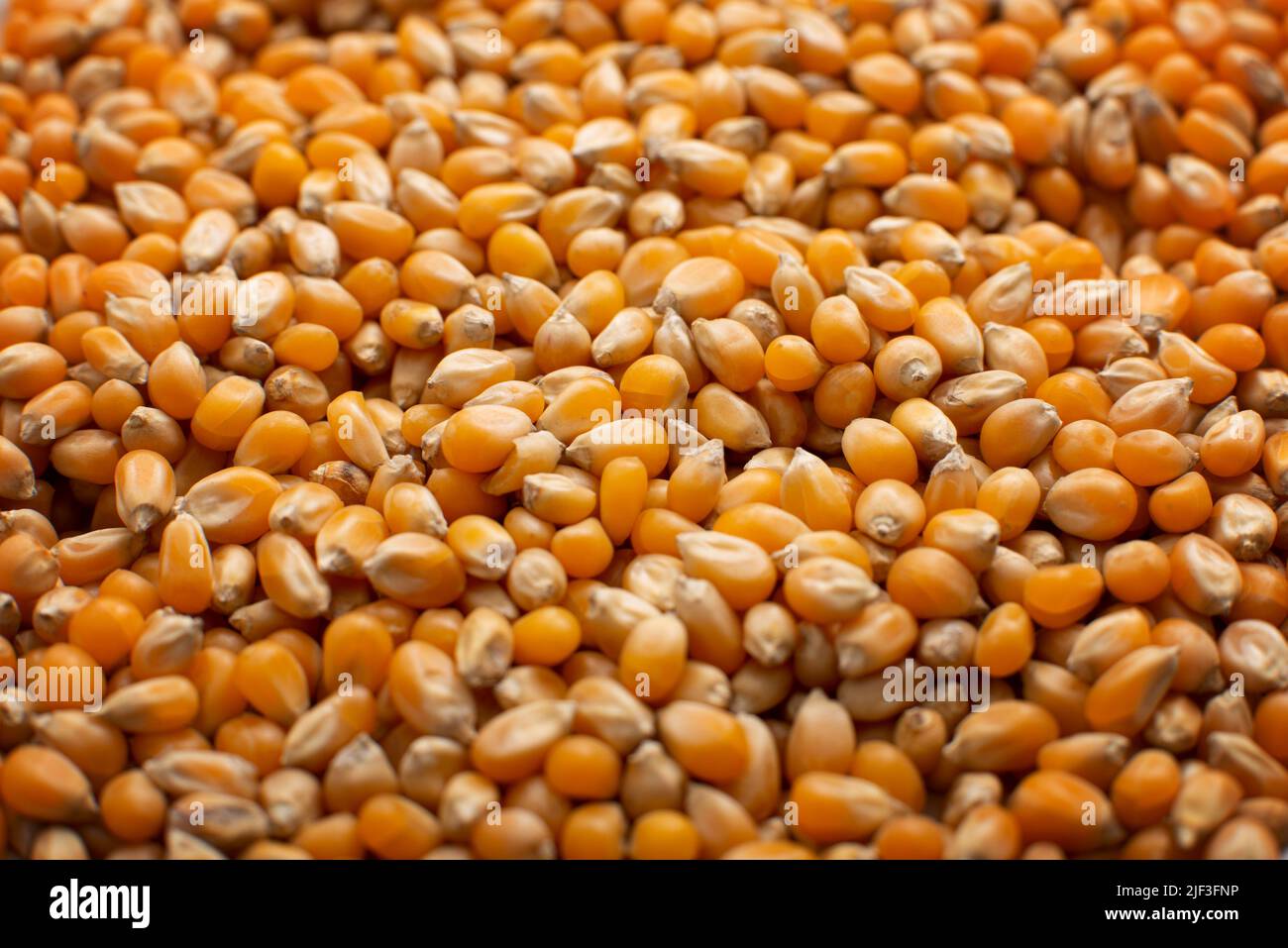 Dry raw corn kernels for making popcorn food background Stock Photo - Alamy