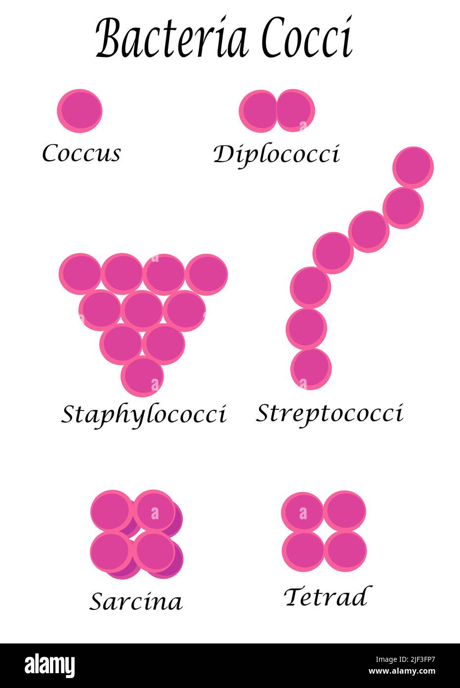 Diplococcus Bacteria
