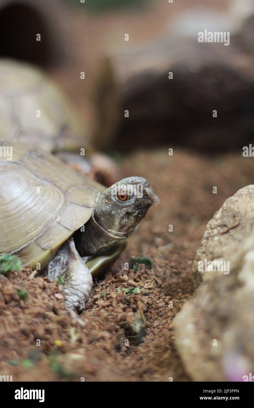 Super cute pet turtle crawling around his cage Stock Photo - Alamy