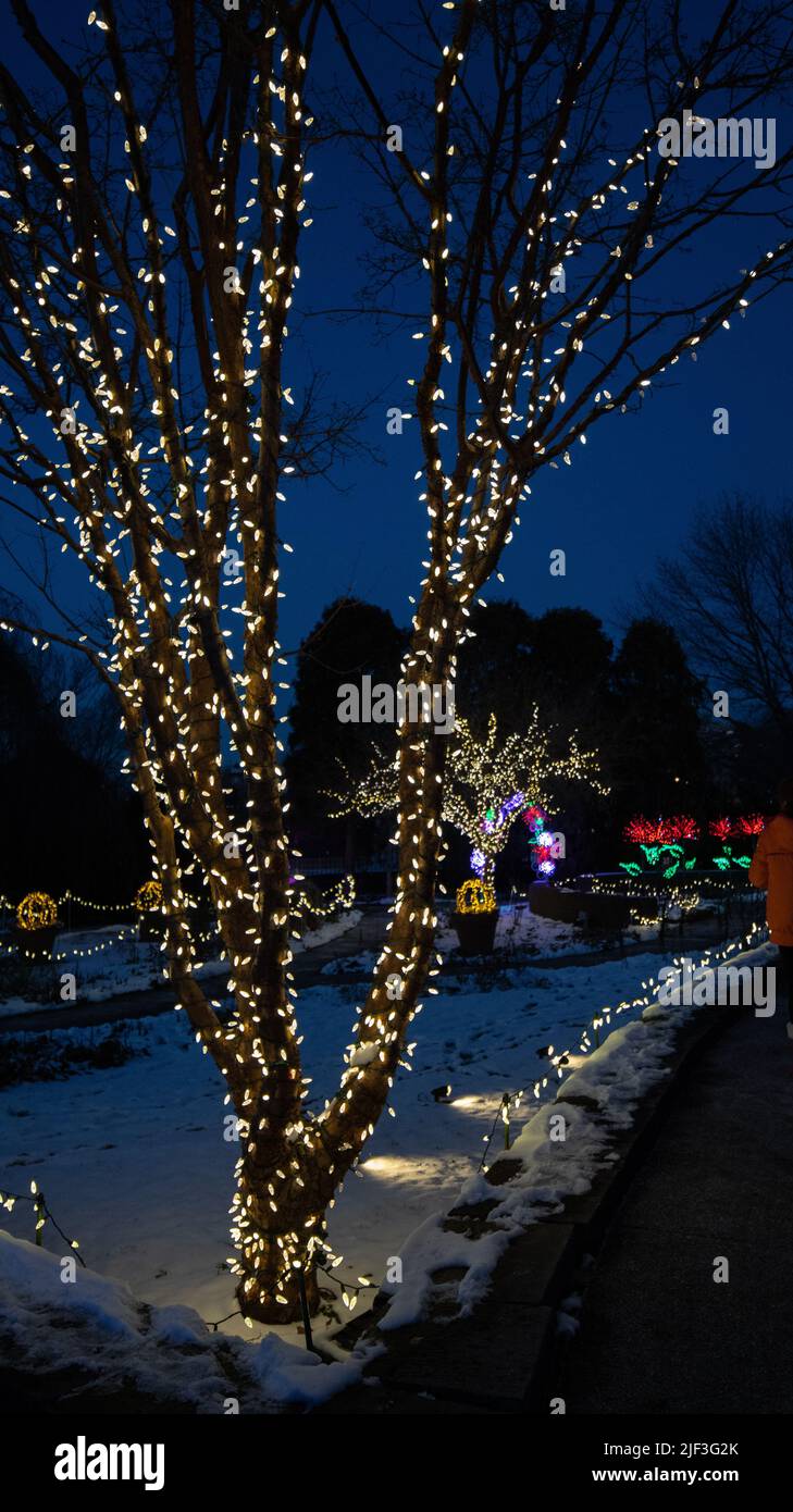 Christmas lights wrapped around tree hi-res stock photography and ...