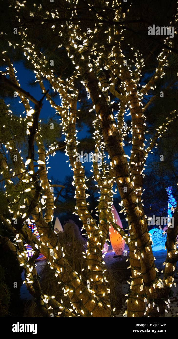 Christmas lights wrapped around tree hi-res stock photography and ...