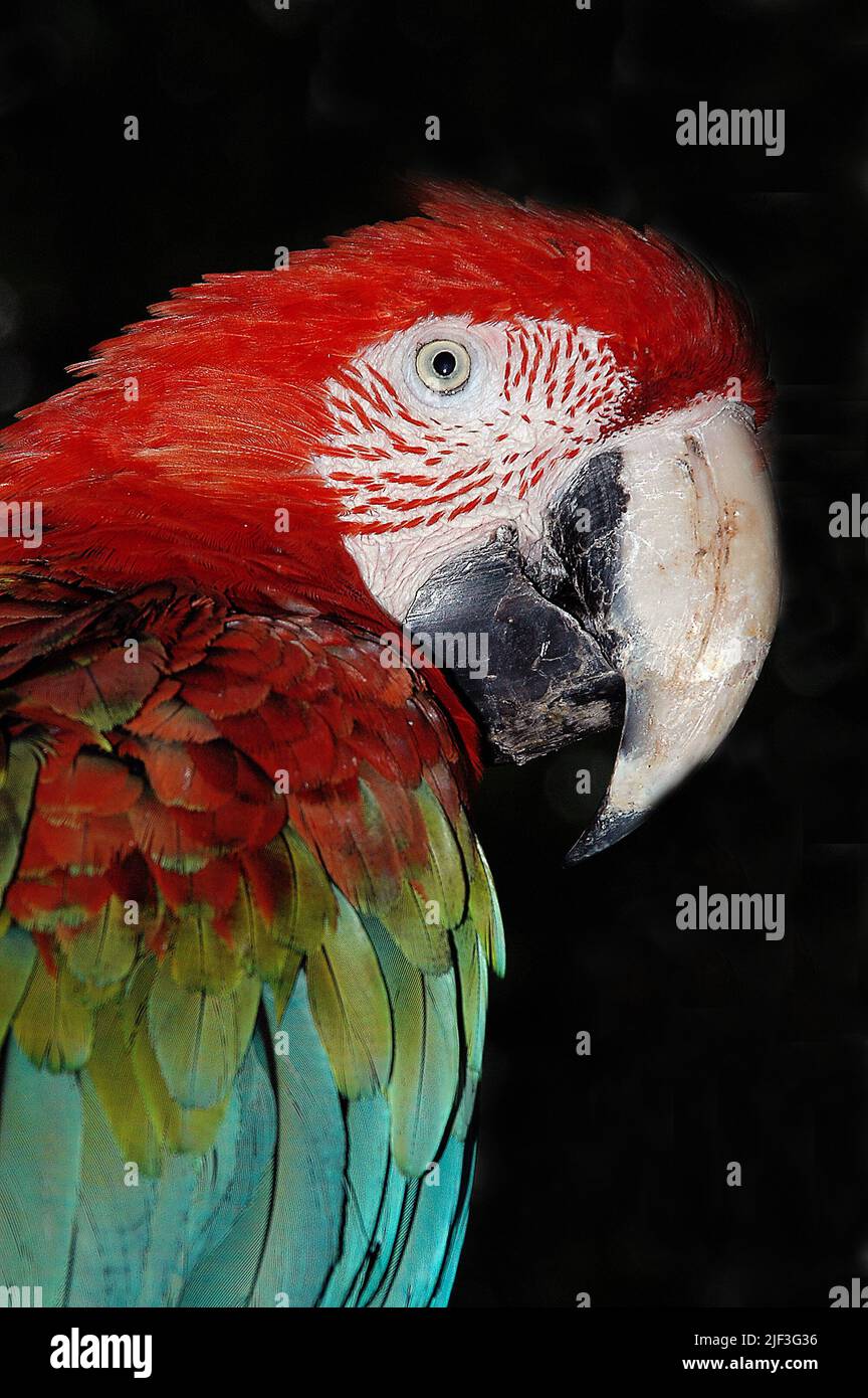 Red Scarlet Macaw (Ara macao). (Controlled condition Stock Photo - Alamy