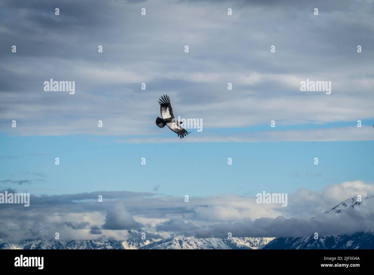 Condor range hi-res stock photography and images - Alamy