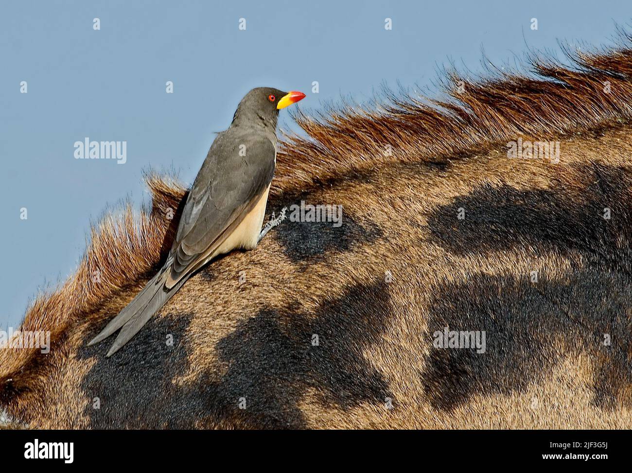Yellow billed oxpecker on the back hi-res stock photography and images ...
