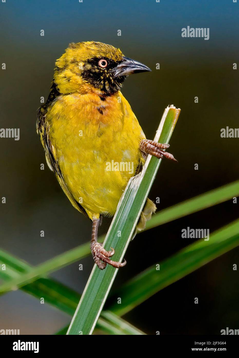 Young male of Speke's Weaver (Ploceus spekei) from Ngorongoro Crater ...