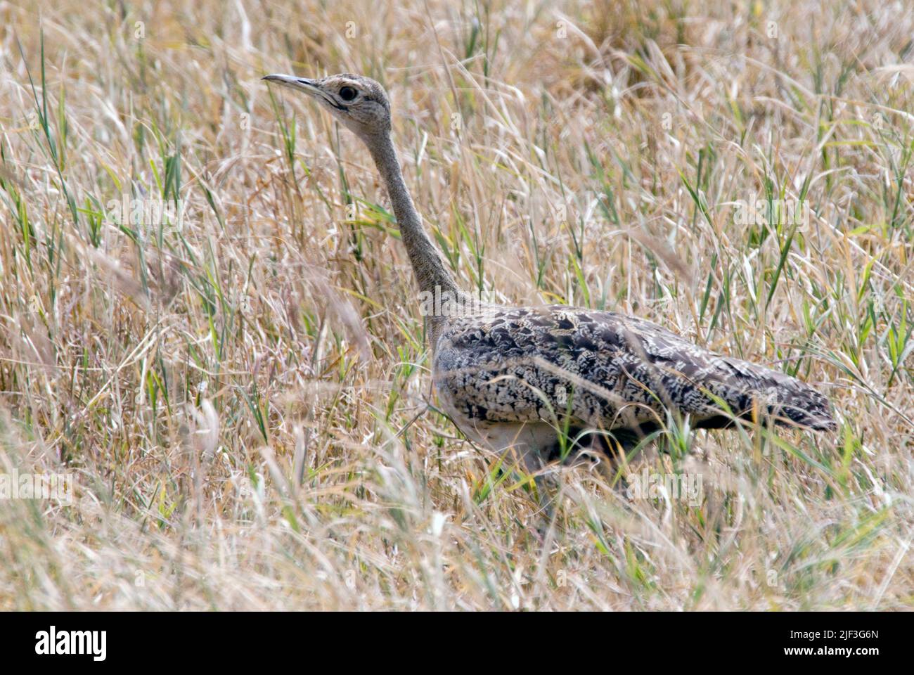 Female of Buff-crested Bustard (Eupodotis gindiana) from mNgorongoro ...