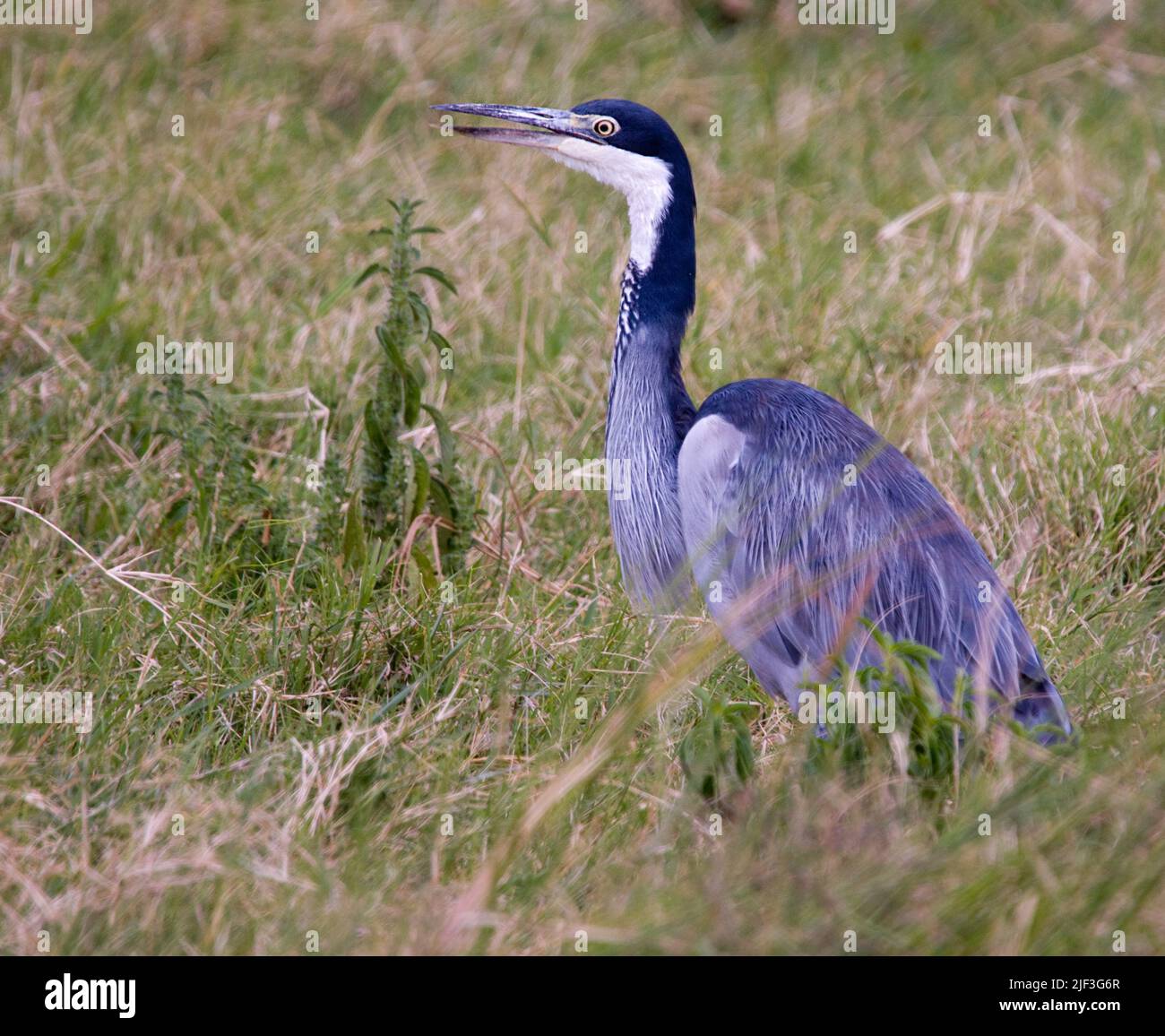 Black-headed Heron (Ardea melanocephala) from Ngorongoro Crater ...