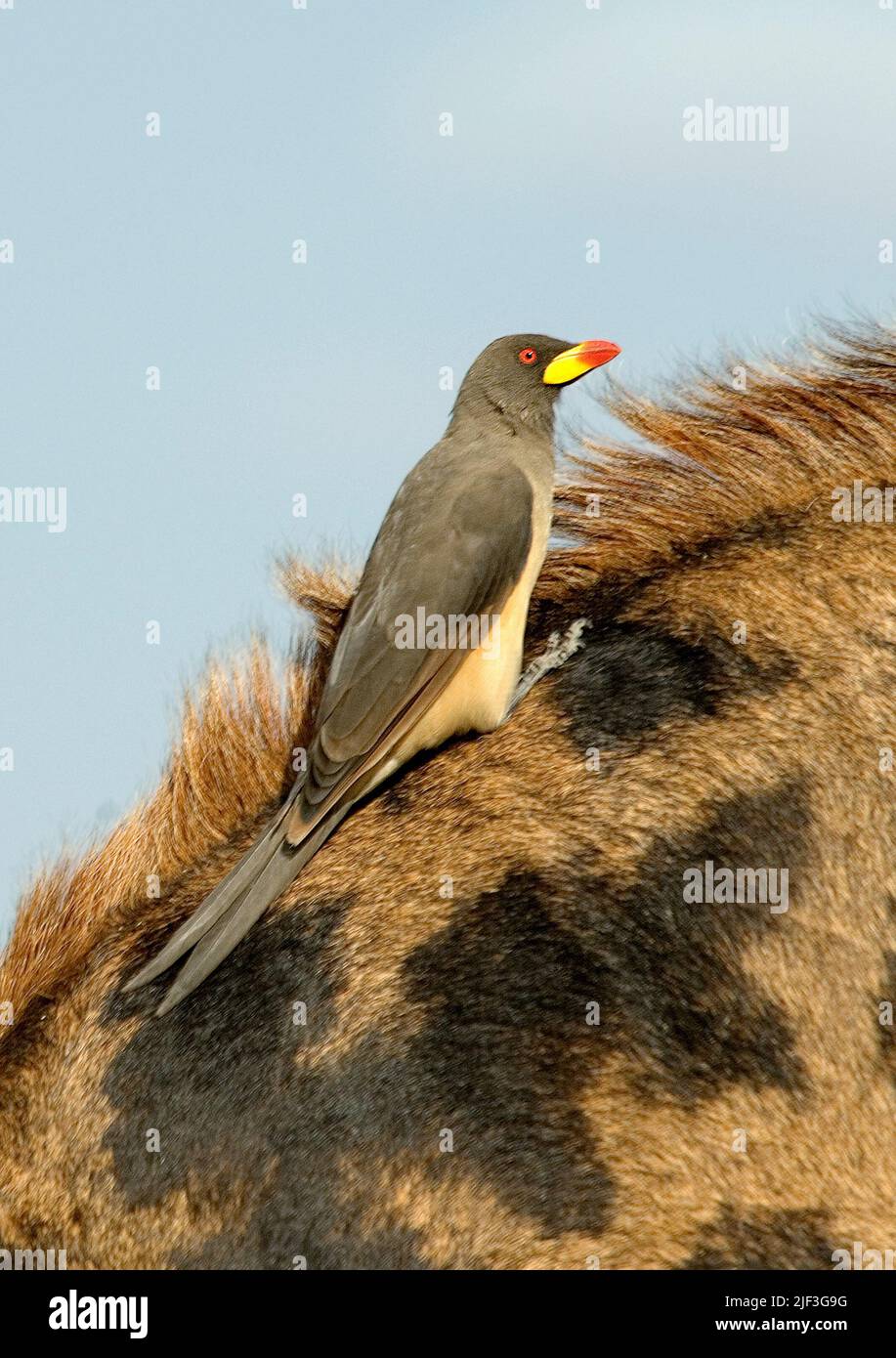 Yellow billed oxpecker on the back hi-res stock photography and images ...