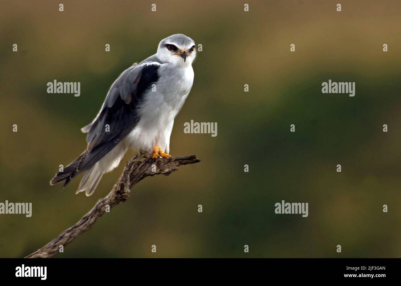 Black-shouldered Kite (Elanus caeruleus) from Maasai Mara, Kenya Stock ...