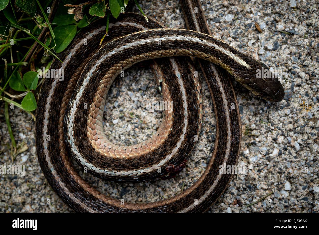 A closeup of Butler's garter snake, Thamnophis butleri Stock Photo - Alamy