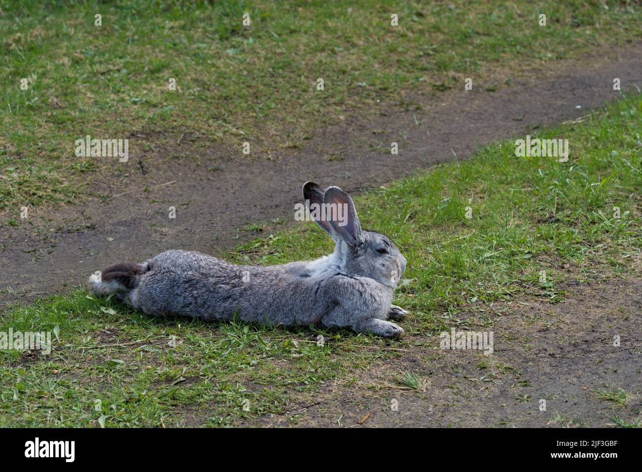 A closeup of the gray rabbit resting on the green lawn Stock Photo - Alamy