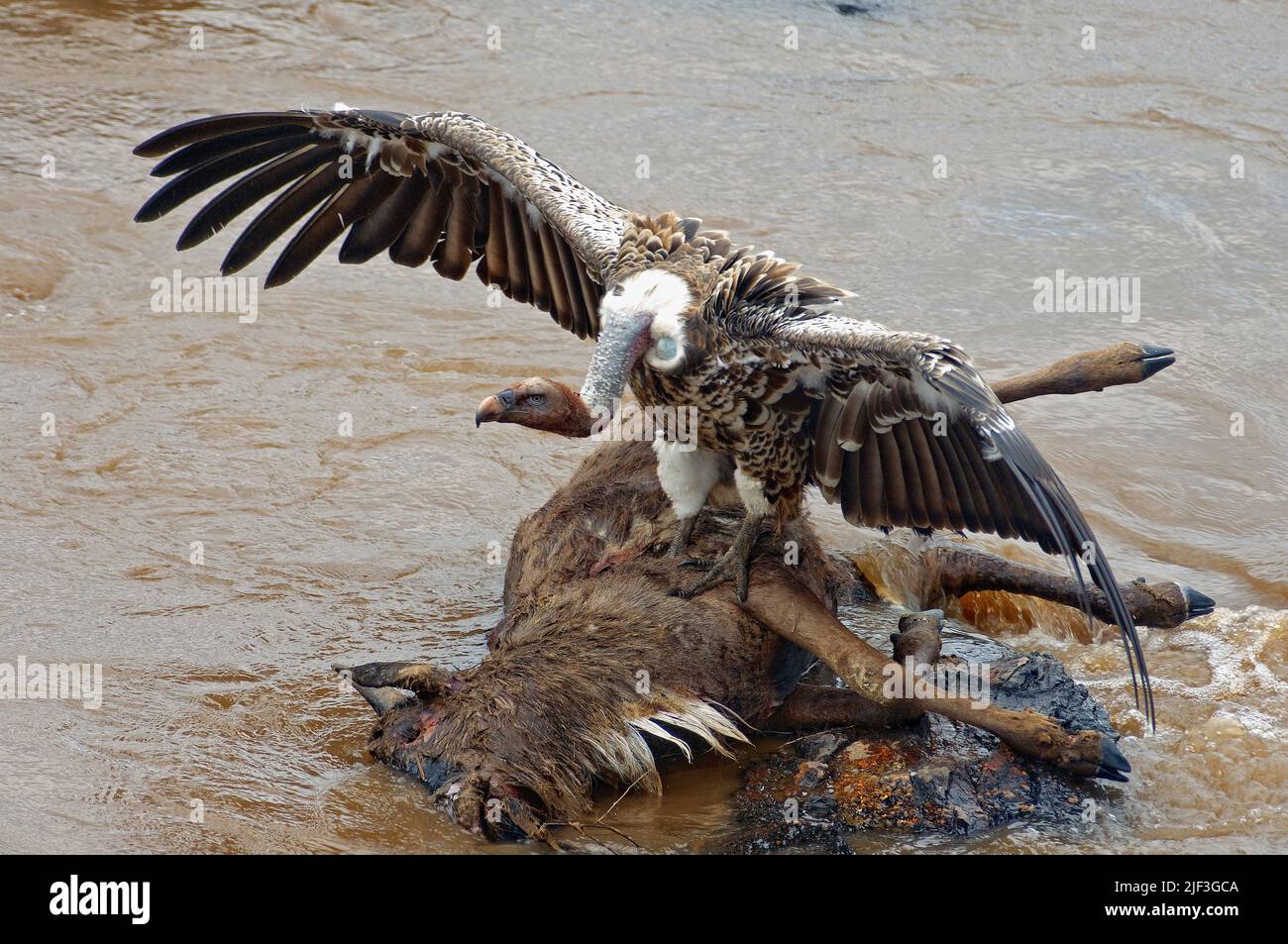 Ruppells Griffon Vulture (Gyps rueppellii) feeding from a dead ...