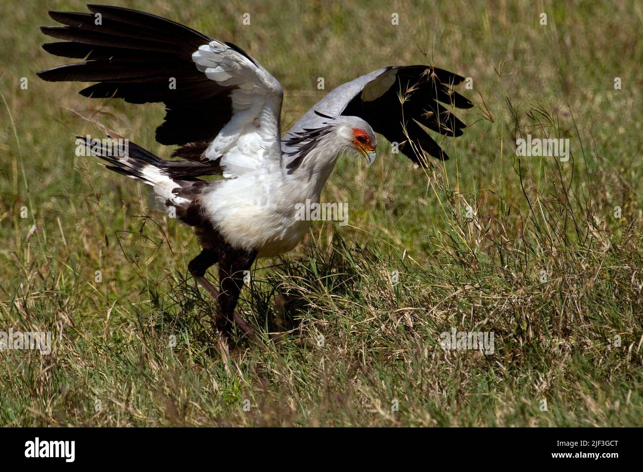 Sagittaria serpentaria hi-res stock photography and images - Alamy