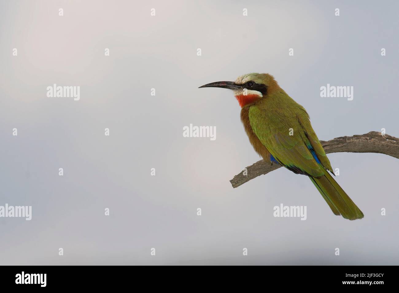 Hvitpannebieter hi-res stock photography and images - Alamy