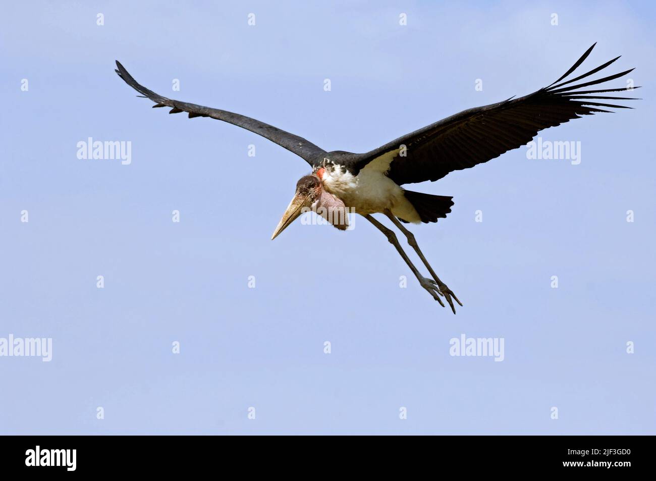 Flying Marabou Stork (Leptoptilos crumeniferus) from Maasai Mara, Kenya ...