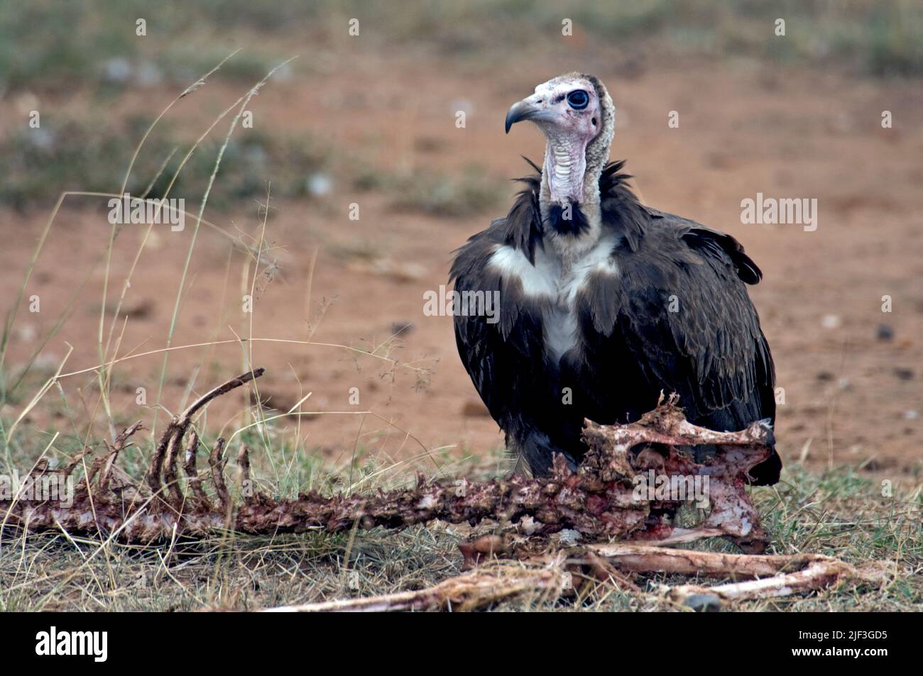 Necrosyrtes monachu hi-res stock photography and images - Alamy