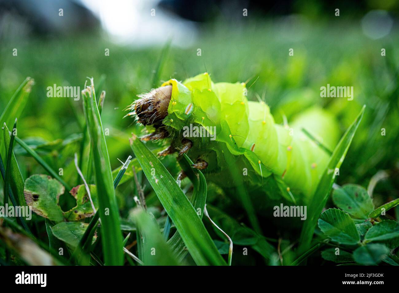 Luna moth caterpillar hi-res stock photography and images - Alamy