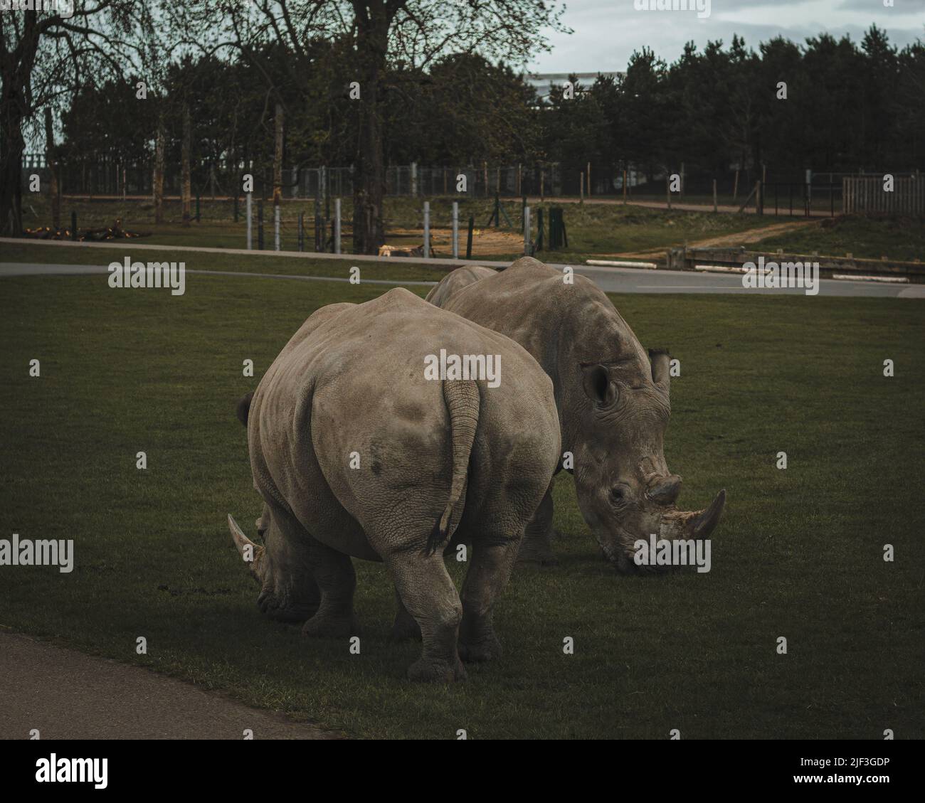 Rhinoceros two horns hi-res stock photography and images - Alamy