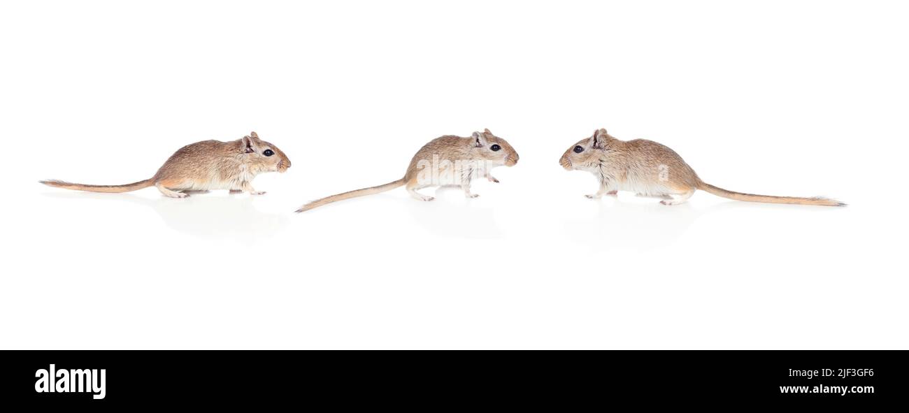 Cute young male rodents isolated on white, macro closeup, close-up with ...