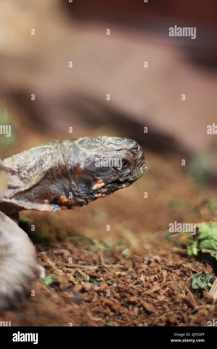 Super cute pet turtle crawling around his cage Stock Photo - Alamy