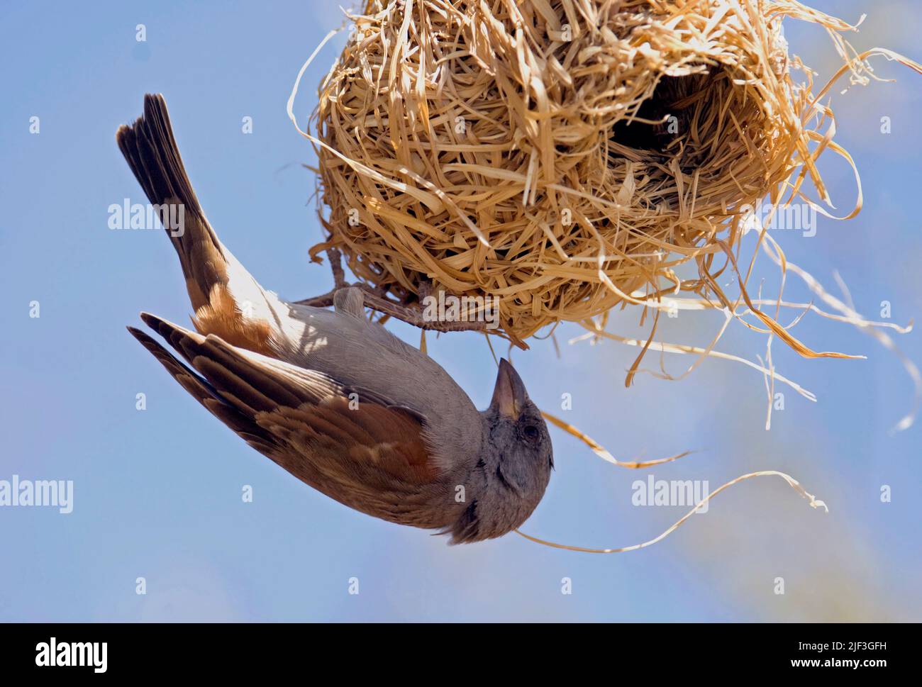 Grey headed sparrows hi-res stock photography and images - Alamy