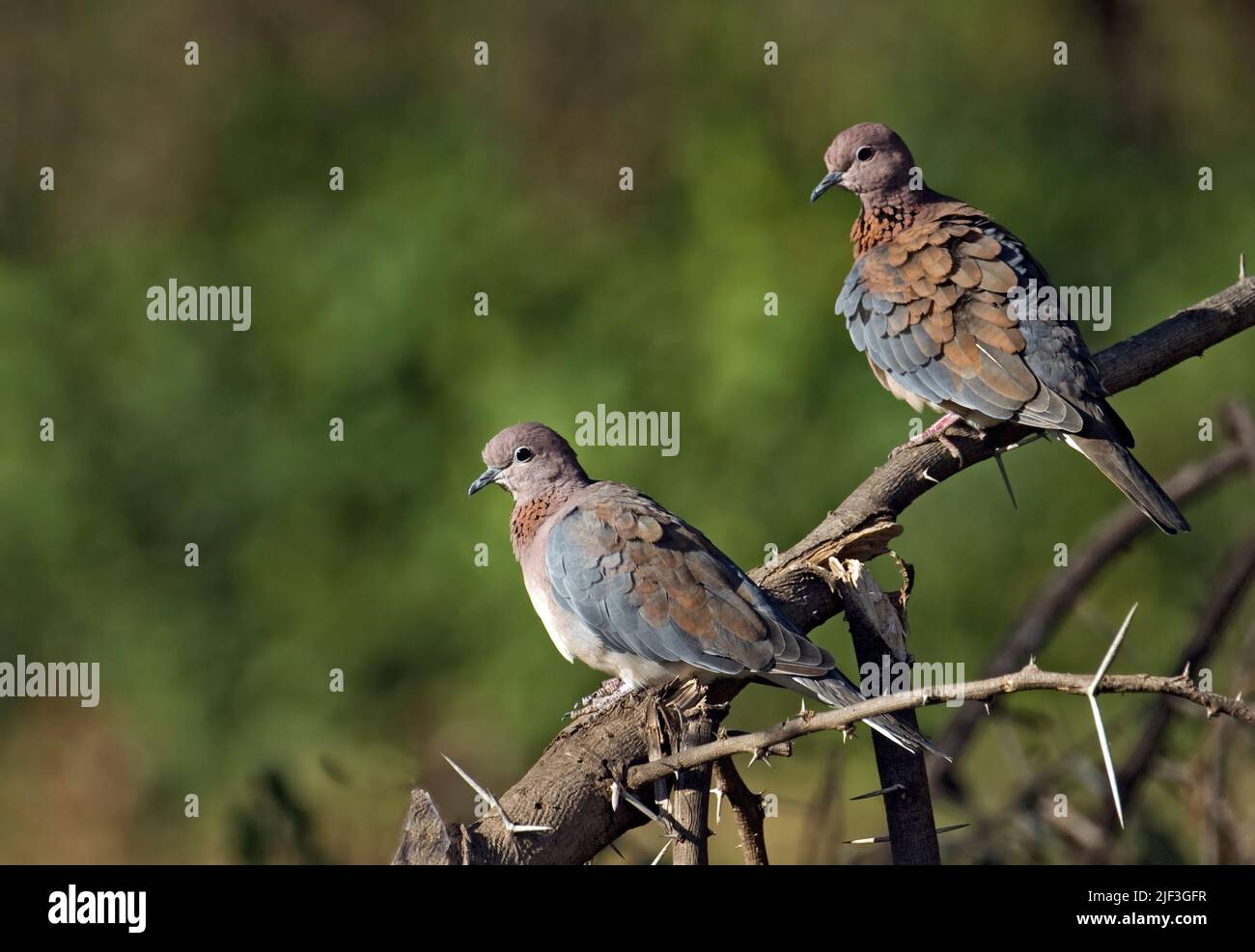 Pair of Llaughing doves (Streptopelia senegalensis) from Samburu ...