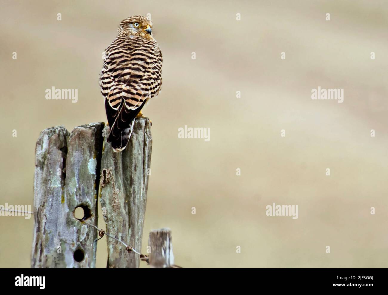 Falco rupicoloides rupicoloides hi-res stock photography and images - Alamy