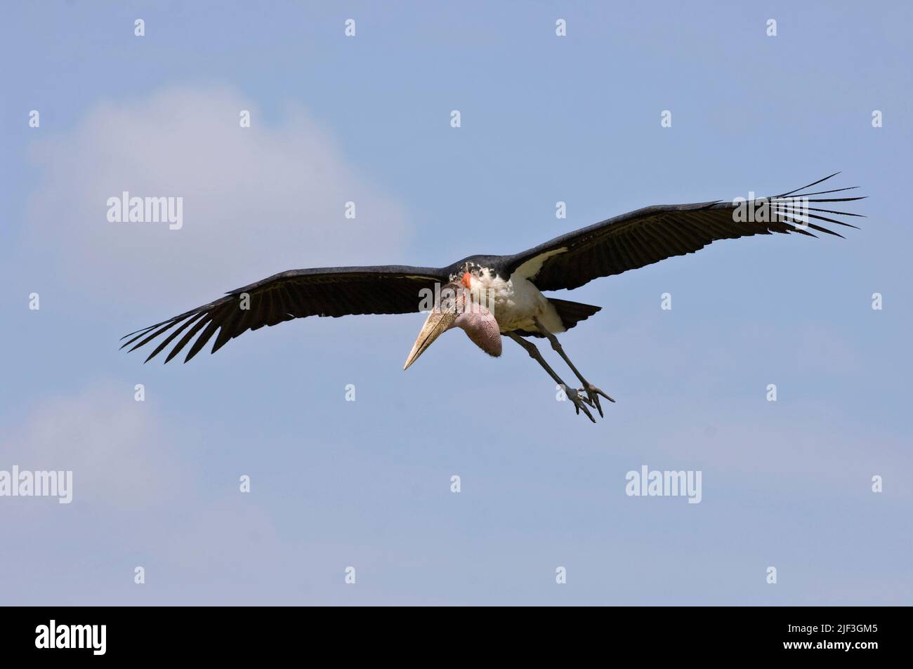 Marabustork hi-res stock photography and images - Alamy
