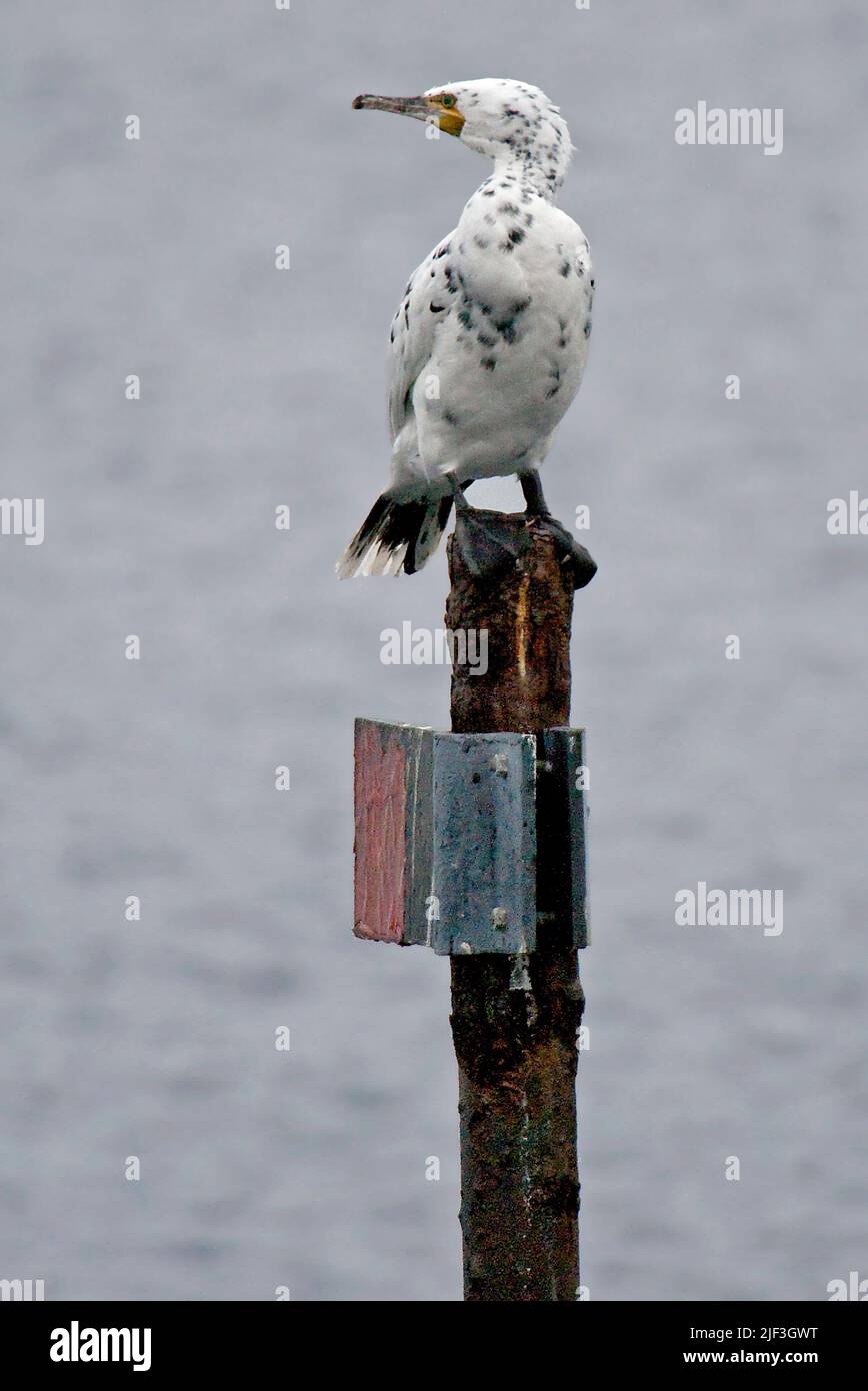 Albinistic white colcor morph in the Great Cormorant (Phalacrocorax ...