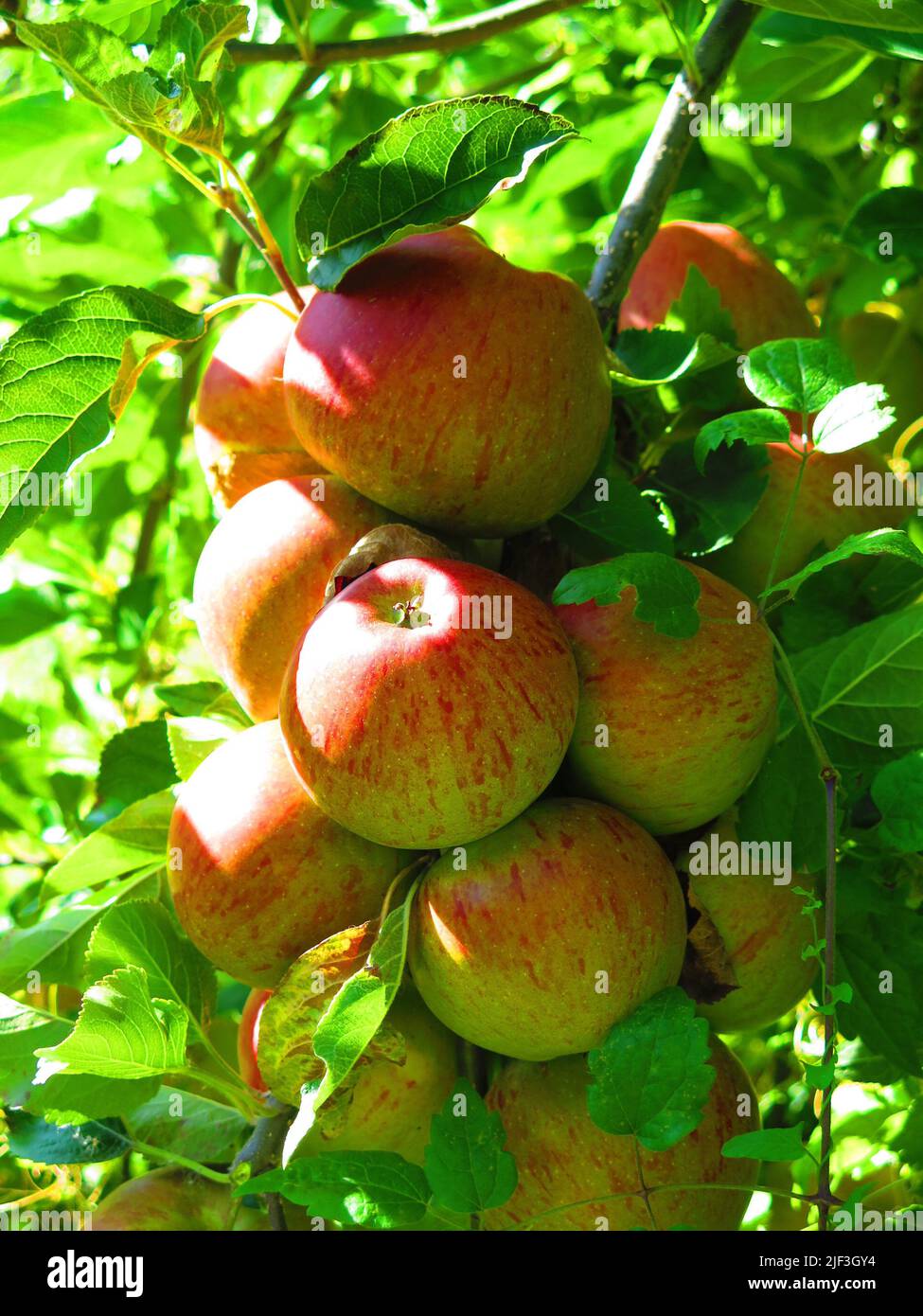 Royal gala apple tree uk hi-res stock photography and images - Alamy