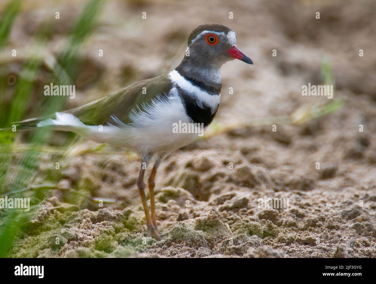Stripehodevipe hi-res stock photography and images - Alamy