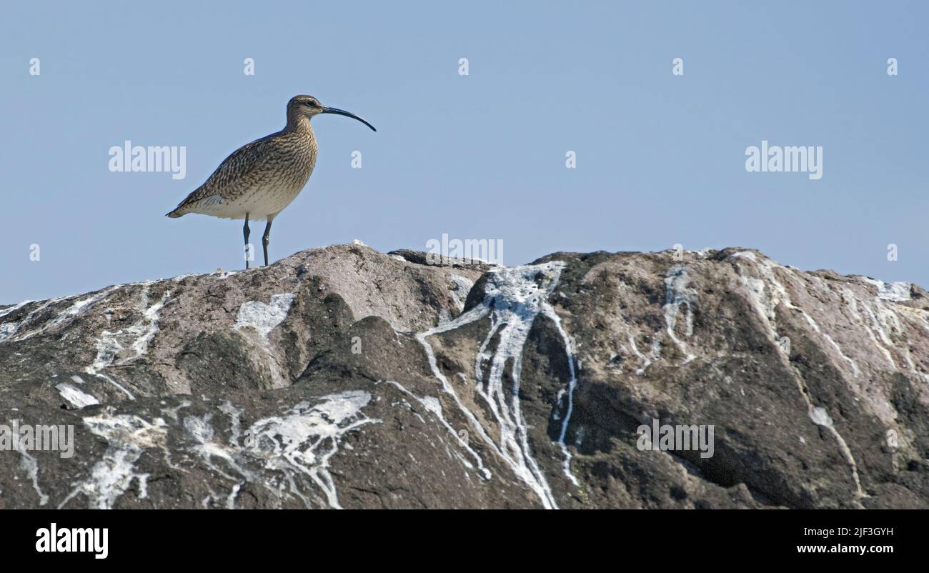 Common Whimbrel, Numenius phaeopus. South-western Norway Stock Photo ...