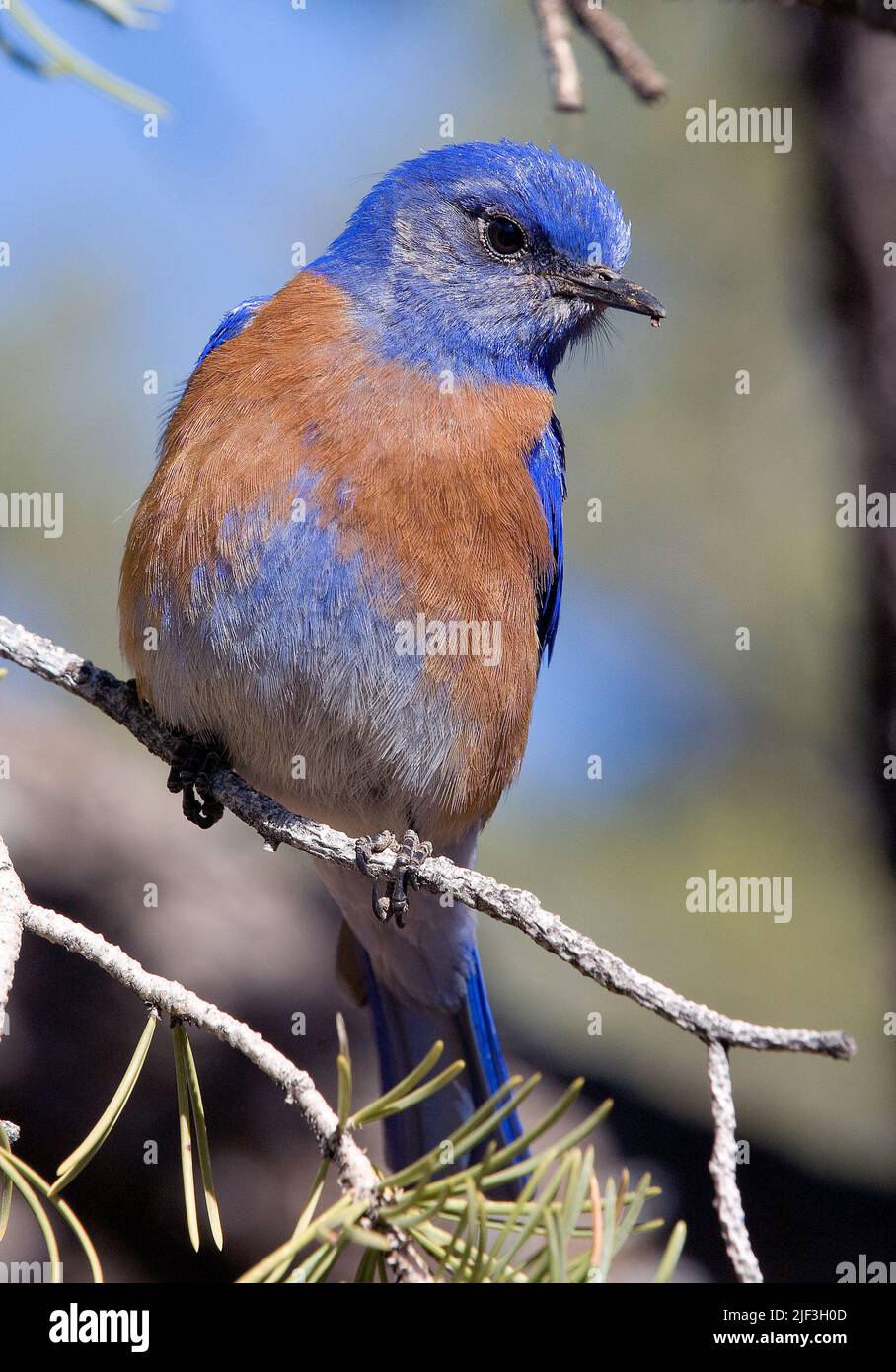 Western Bluebird (Sialia mexicana) from Grand Canyon, Arizona, USA ...