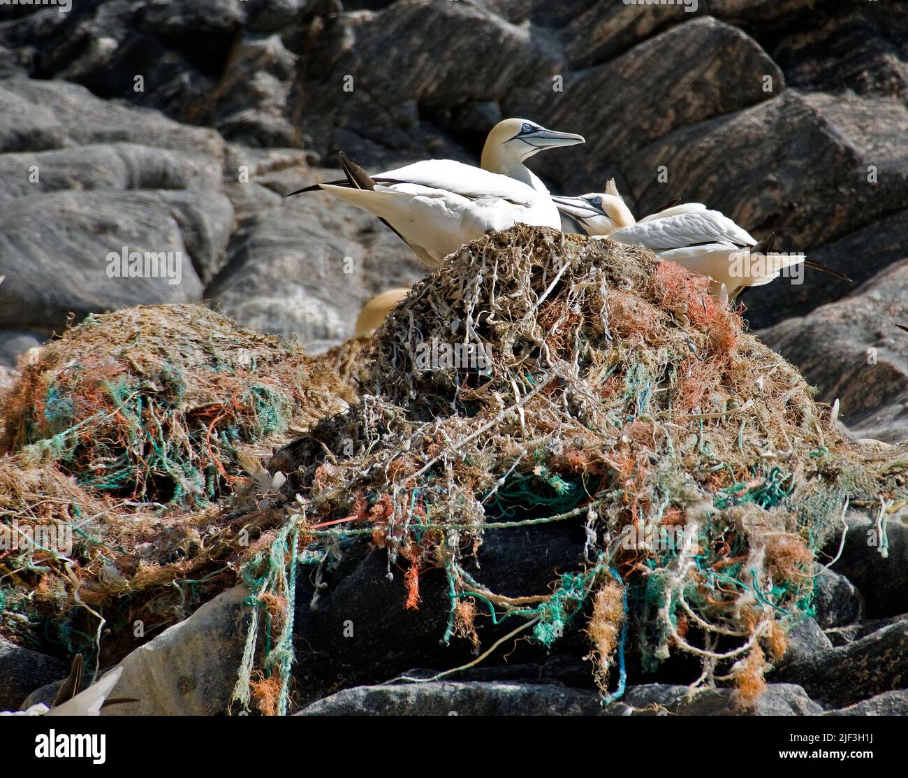 Northern Gannets, Morus bassanus, nesting in a large bird cliff at the ...