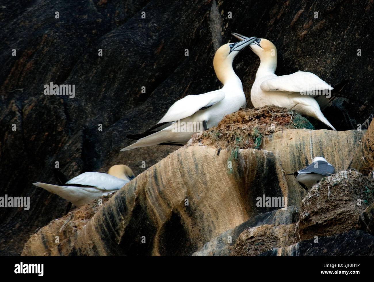 Northern Gannets (Morus bassanus) nesting in a large bird cliff at the ...