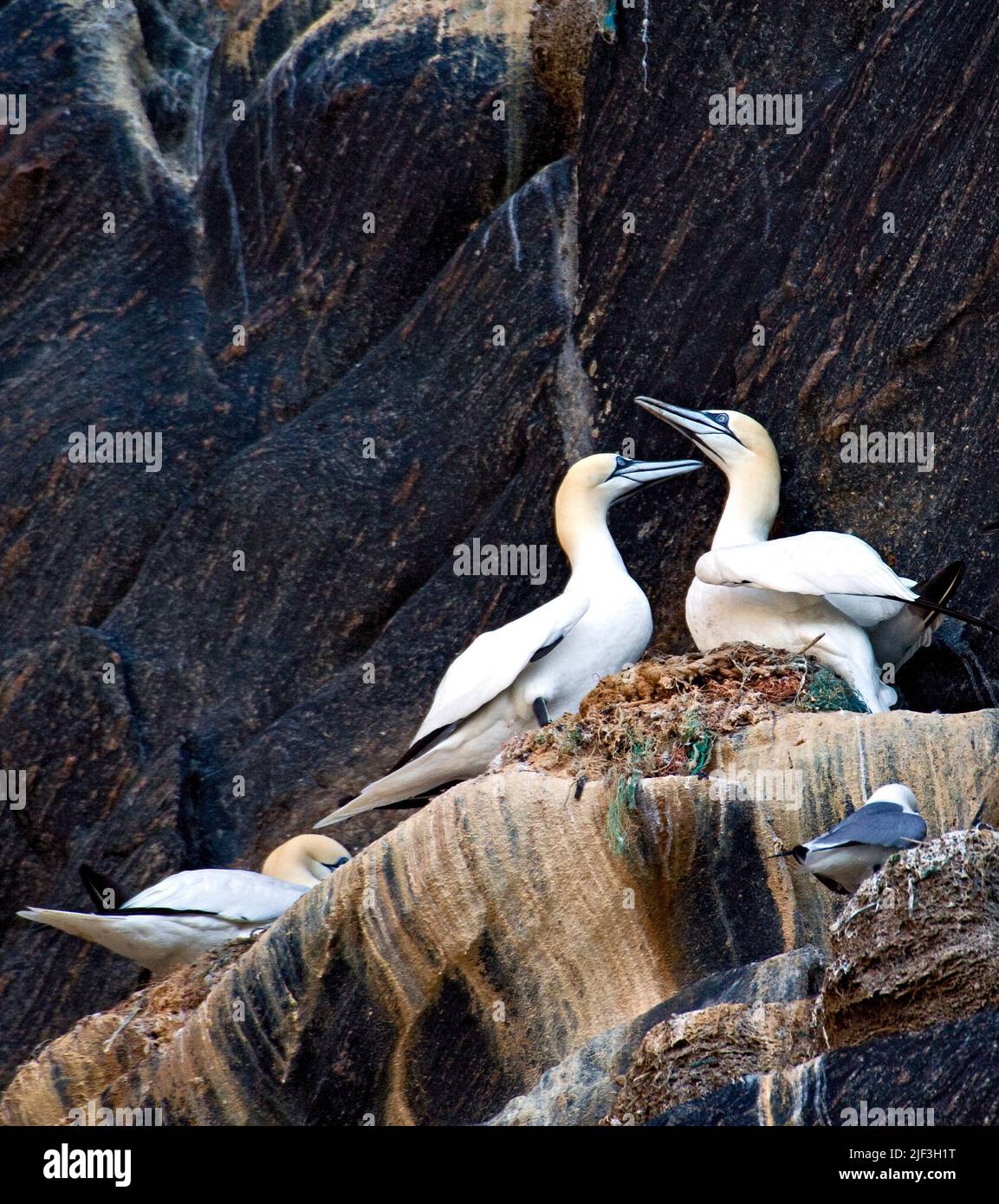 Northern Gannets (Morus bassanus) nesting in a large bird cliff at the ...